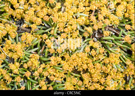 Patagonian ephedra (Ephedra frustillata) close-up of female strobili ...