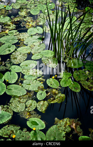Fenland Water and reeds Stock Photo - Alamy