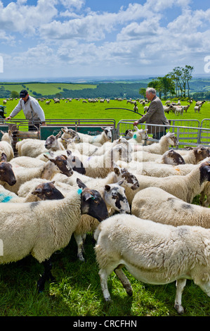 Farmers rounding up sheep for drenching or deworming Stock Photo - Alamy