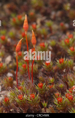 Spore capsules of Polytrichum piliferum moss, also called bristly ...