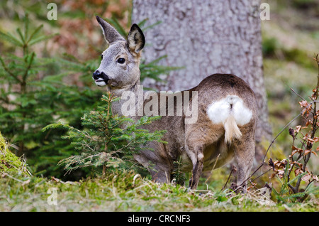 Roe Deer (Capreolus capreolus). Rear view of a male (buck). Germany ...