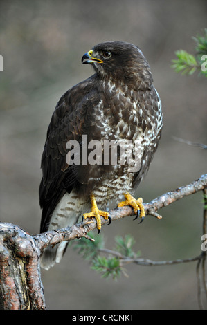 Buzzard (Buteo buteo), Terfener Forchat, Terfens, Tyrol, Austria ...