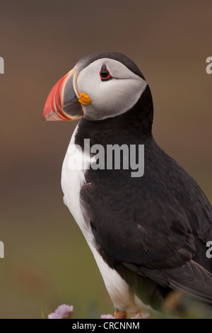 Atlantic Puffin, Lunga, Treshnish Isles, Isle of Mull Stock Photo - Alamy