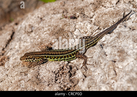 Tyrrhenian wall lizard (Podarcis tiliguerta), Sicily, Italy Stock Photo ...