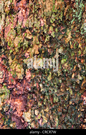 Detail, trunk, trunks, Larix decidua mill, larch, larches, larches wood ...