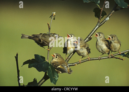 Baby goldcrest bird (Regulus regulus ) in firry forest. Moscow Stock ...