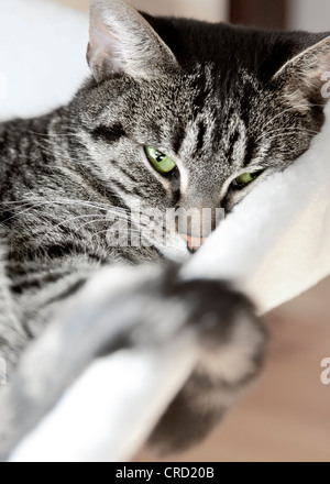 A vertical shot of a cat lying on a bed wit red coveer Stock Photo - Alamy