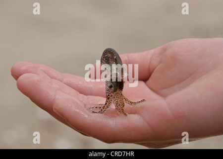 young squid on a hand, Greece Stock Photo - Alamy