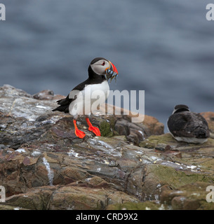 Atlantic puffin feet Stock Photo - Alamy