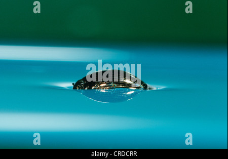 common whirligig beetle (Gyrinus substriatus, Gyrinus natator), on ...