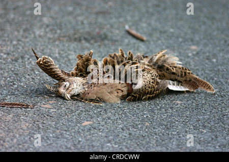 Road kill dead female pheasant Stock Photo - Alamy
