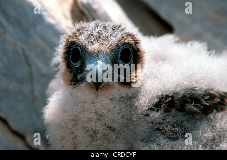 Eleonora's falcon (Falco eleonorae) chick in front of rocks, Andros ...