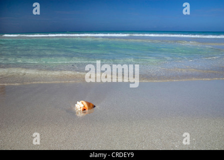 conchs, true conchs (conch shells) (Strombidae), snail-shell on the ...