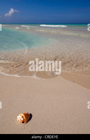 conchs, true conchs (conch shells) (Strombidae), snail-shell on the ...