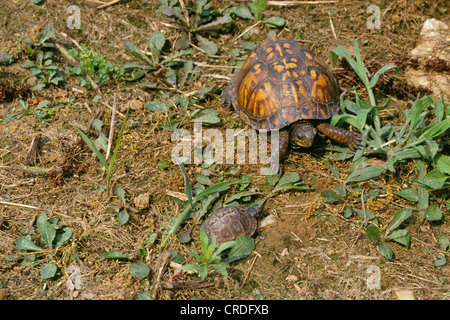 Baby eastern box turtle - Terrapene carolina carolina Stock Photo - Alamy