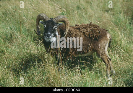 Soay ram sheep shedding its fleece Rare Breed Trust Cotswold Farm Park ...