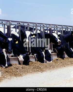 FEEDING CORN SILAGE TO DAIRY COWS / CALIFORNIA Stock Photo - Alamy