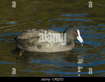 Eurasian or Australian coot, Fulica atra. Birds floating on water ...
