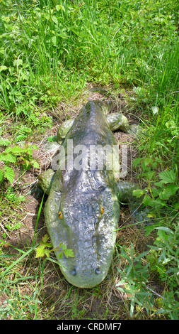 Eryops. Model of an Eryops prehistoric amphibian. This animal lived in ...