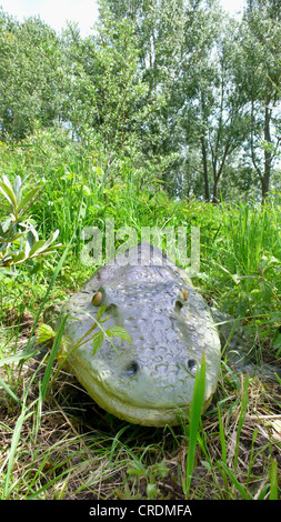 Eryops. Model of an Eryops prehistoric amphibian. This animal lived in ...