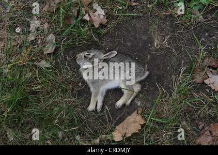 A dead bunny in the grass Stock Photo: 48859421 - Alamy