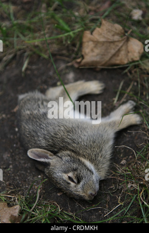 A dead bunny in the grass Stock Photo - Alamy