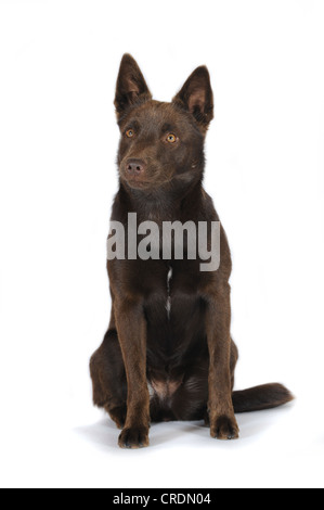 Australian Kelpie, sitting Stock Photo - Alamy