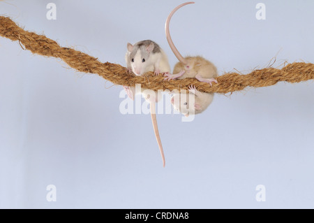 Fancy Rats, husky and cream coloured, climbing on a rope Stock Photo ...