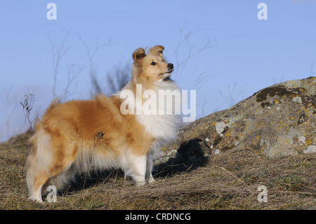 SHETLAND SHEEPDOG - FULL BODY, SIDE VIEW, LYING DOWN / IRELAND Stock ...