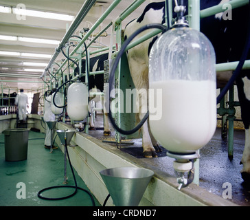MILKING COWS AT AUTOMATED MILKING PARLOR Stock Photo - Alamy