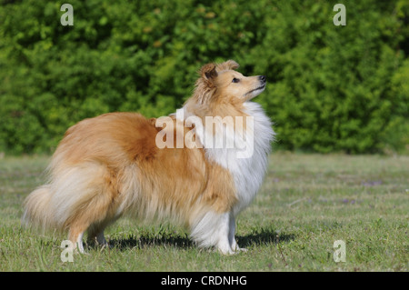 SHETLAND SHEEPDOG - FULL BODY, SIDE VIEW, LYING DOWN / IRELAND Stock ...
