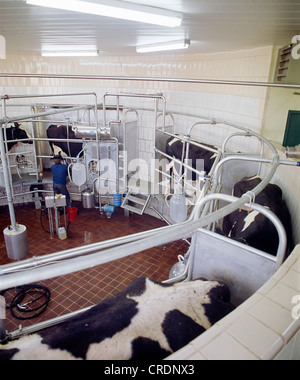 CAROUSEL MILKING PARLOR / PENNSYLVANIA Stock Photo - Alamy