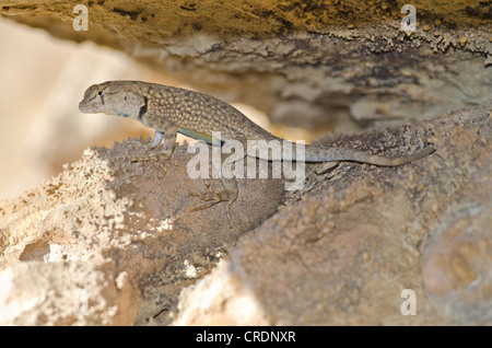 Canyon Lizard (Sceloporus merriami Stock Photo - Alamy