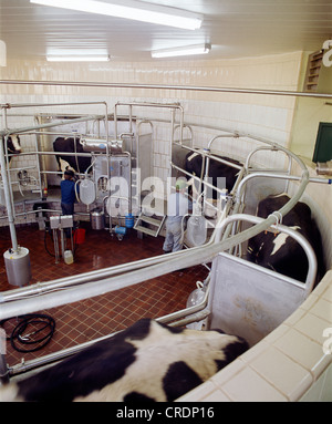 CAROUSEL MILKING PARLOR / PENNSYLVANIA Stock Photo - Alamy