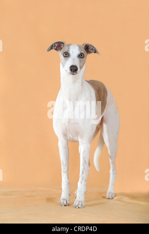 Whippet (Canis lupus f. familiaris), standing, side view Stock Photo ...
