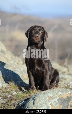 Dog - Chocolate Labrador puppy - sitting down Stock Photo - Alamy