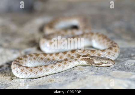 Texas night snake, Hypsiglena torquata jani, in hand, native to ...