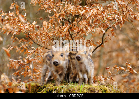 Young Wild boar on a trunk in a forest / Sus scrofa Stock Photo - Alamy