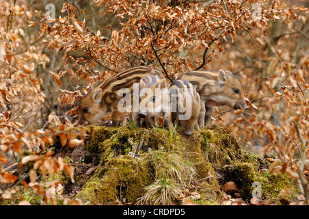 Young Wild boar on a trunk in a forest / Sus scrofa Stock Photo - Alamy