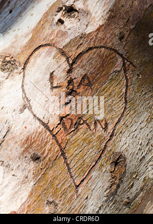 Love heart carved into tree trunk Stock Photo: 47758960 - Alamy
