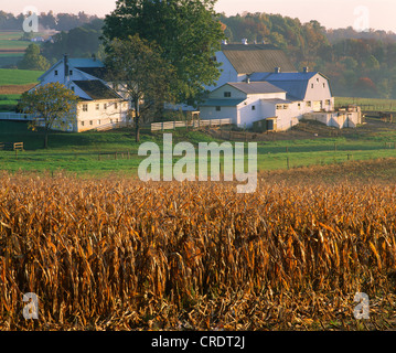 AMISH DAIRY AT SUNSET/PENNSYLVANIA Stock Photo - Alamy