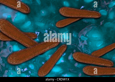 Bacteria as pathogens in the human body, illustration Stock Photo - Alamy
