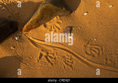 common Asiatic monitor, water monitor, common water monitor, Malayan ...