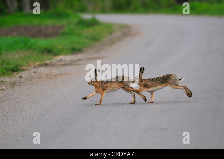 two rabbits - mating Stock Photo - Alamy