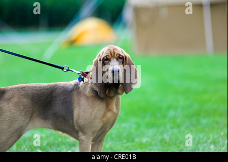 wrinkly bloodhound dog Stock Photo - Alamy