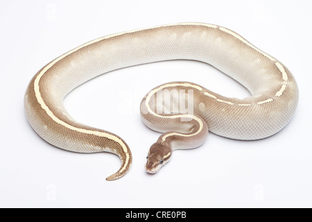 Royal python (Python regius), Phantom Mojave Het Ghost, female, reptile ...