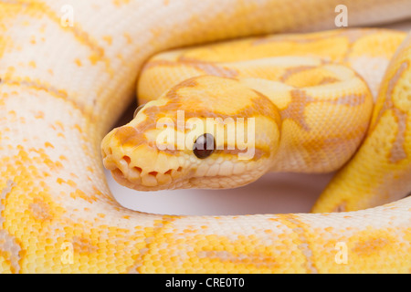 Royal python (Python regius), Spider CG, male, reptile breeder Willi ...