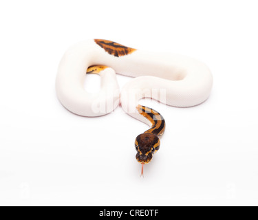 Royal Python (Python regius), Willi Obermayer reptile breeding, Austria ...