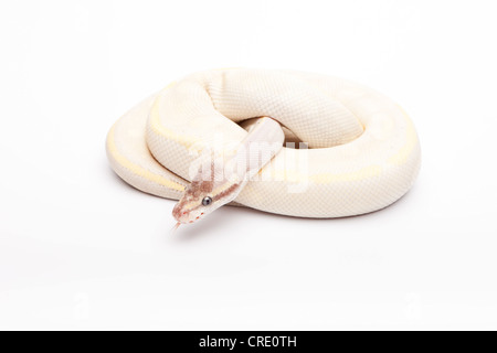 Royal Python (Python regius), Opal Diamond, male, Willi Obermayer ...