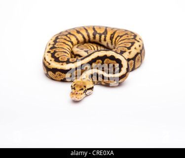 Royal python (Python regius), Powerball, male, reptile breeder Willi ...